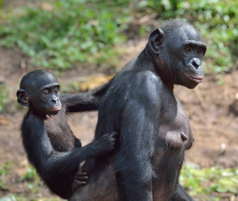 Bonobos May Resemble Humans More Than You Think | GW Today | The George Washington University